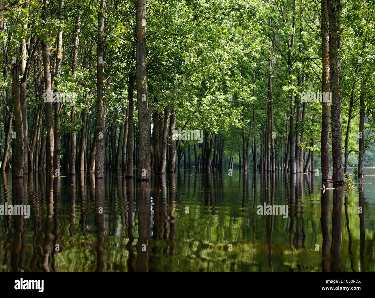 Flooded forest, with trees reflection Stock Photo - Alamy