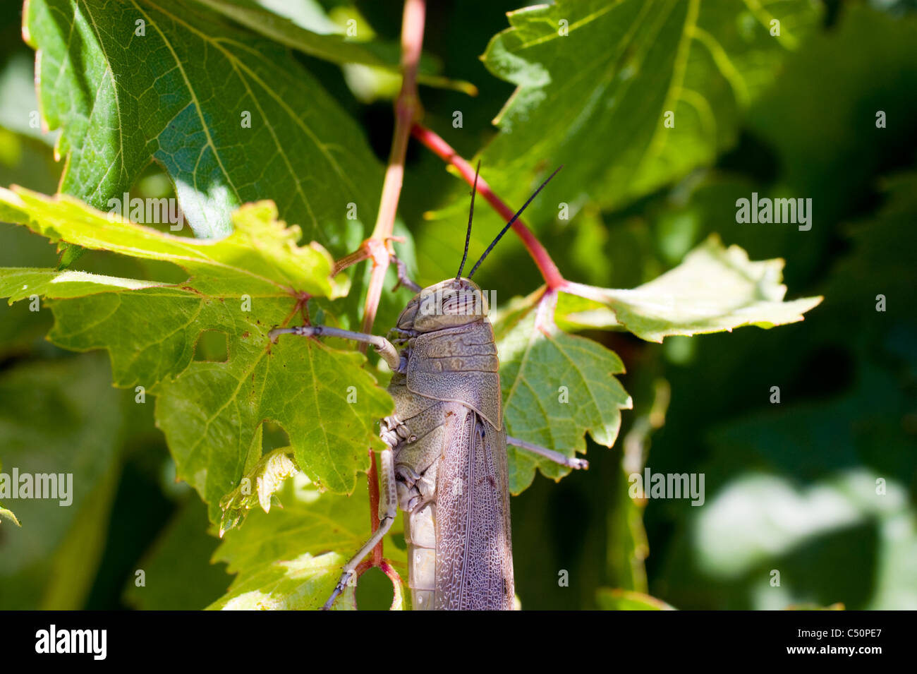 Close up of large Spanish locust eating a vine leaf Stock Photo - Alamy