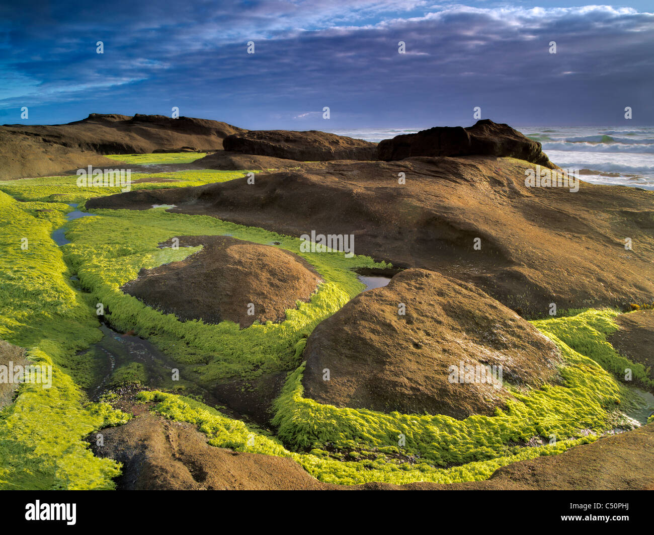 Sea Grass and ocean. Smelt Sands State Park, Oregon Stock Photo - Alamy