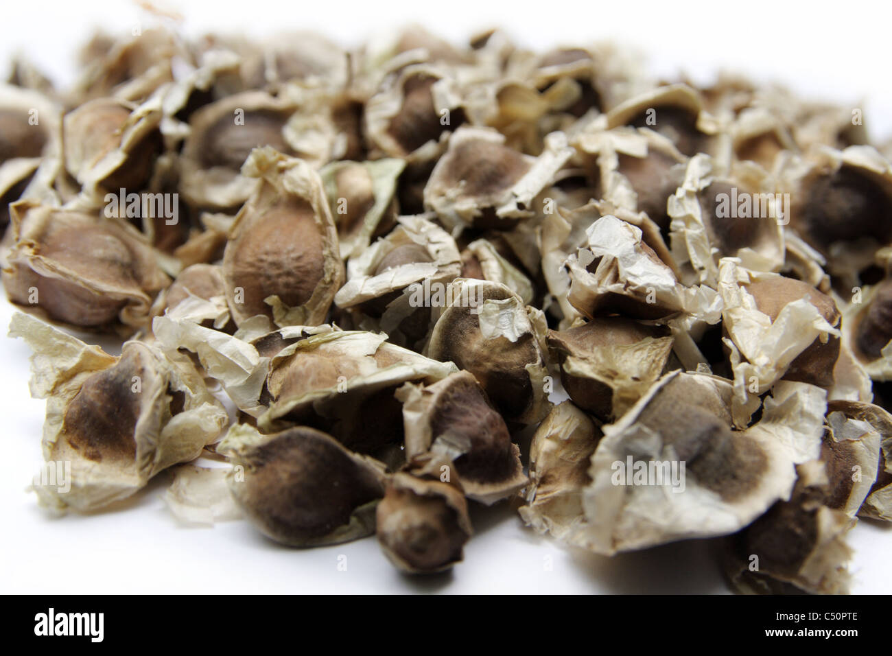 Moringa seeds herb herbs hi-res stock photography and images - Alamy