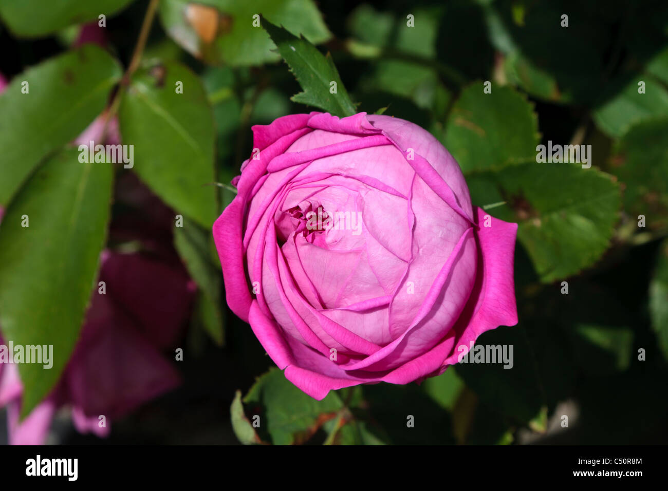 Flower unfurl hi-res stock photography and images - Alamy