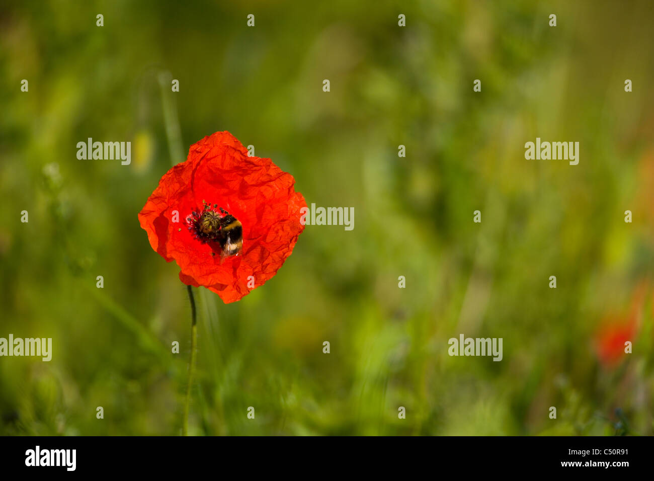 Common wild flower hi-res stock photography and images - Alamy