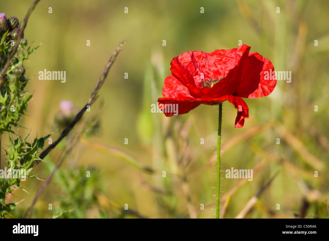 Common wild flower hi-res stock photography and images - Alamy