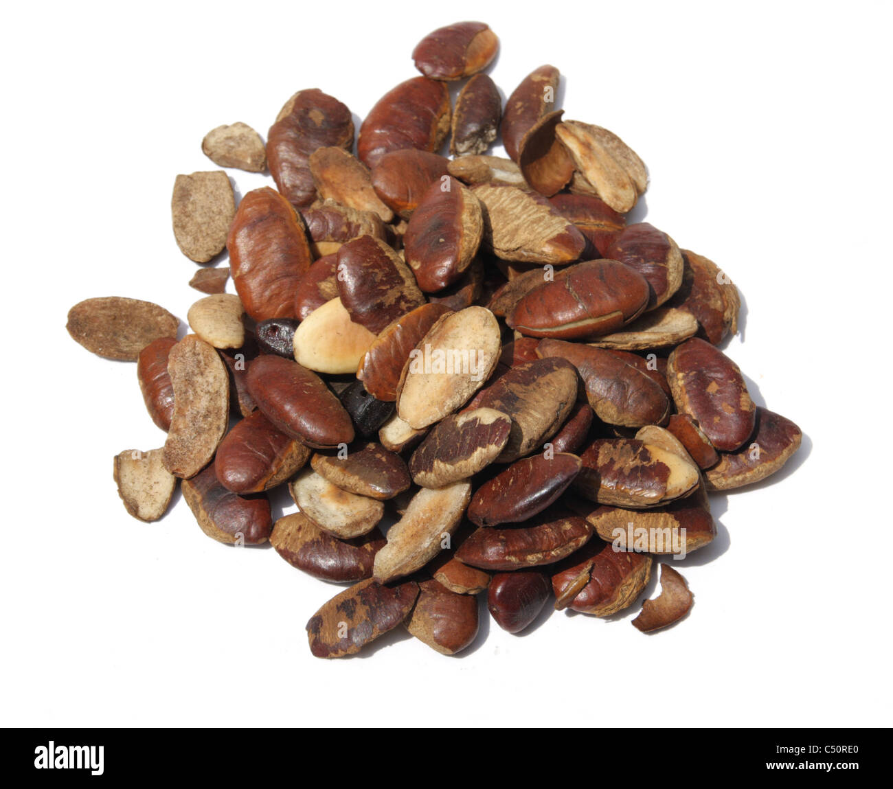 Irvingia Malayana nuts , The Barking Deer’s Mango nuts Stock Photo - Alamy