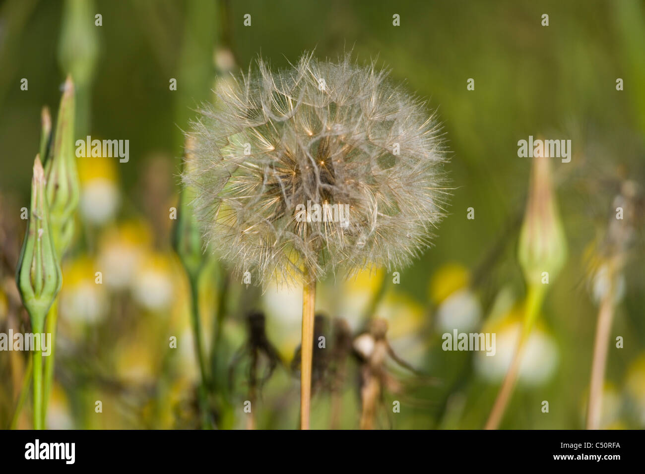 Dandelion seed clock hi-res stock photography and images - Alamy