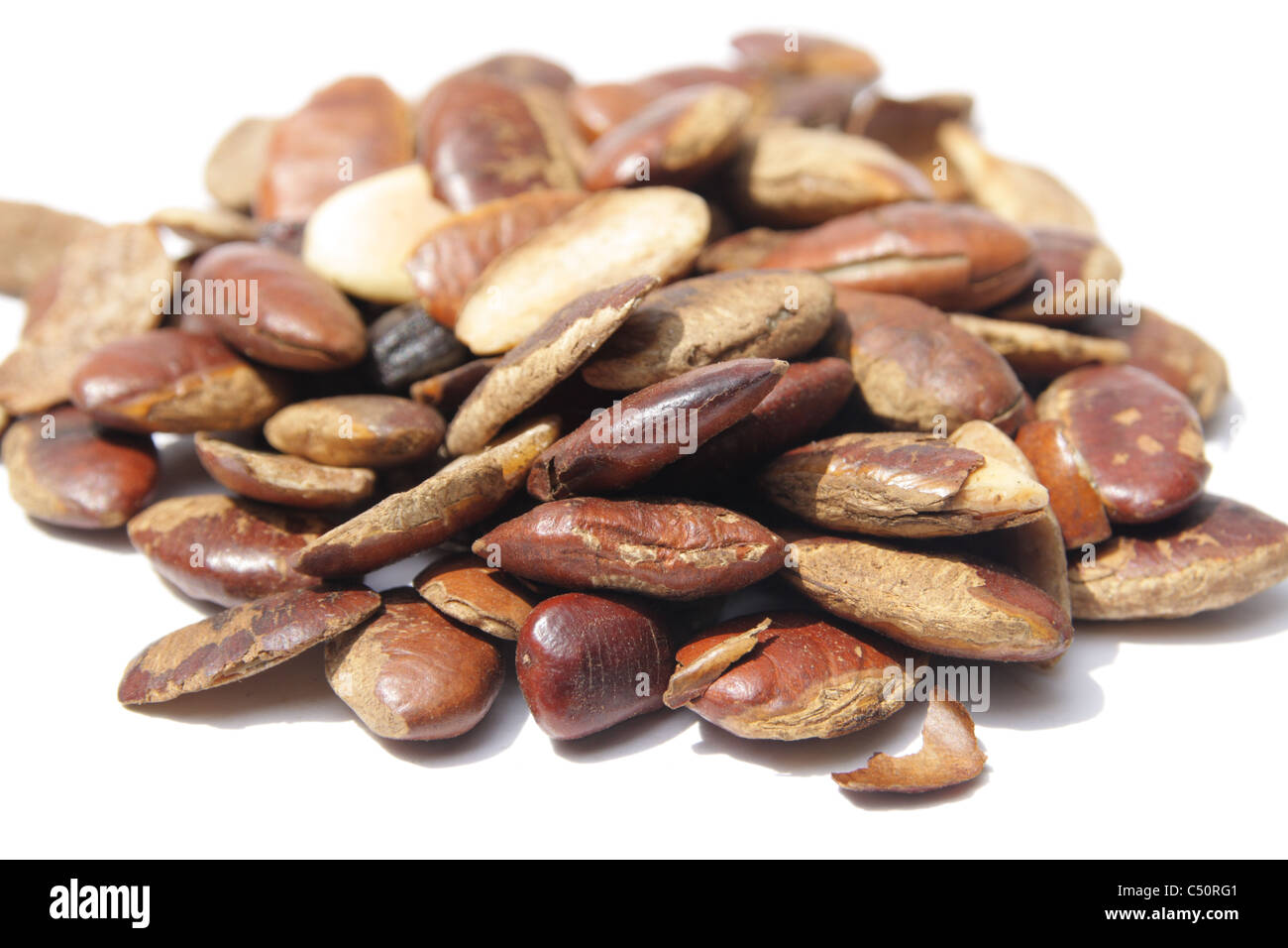 Irvingia Malayana nuts , The Barking Deer’s Mango nuts Stock Photo - Alamy