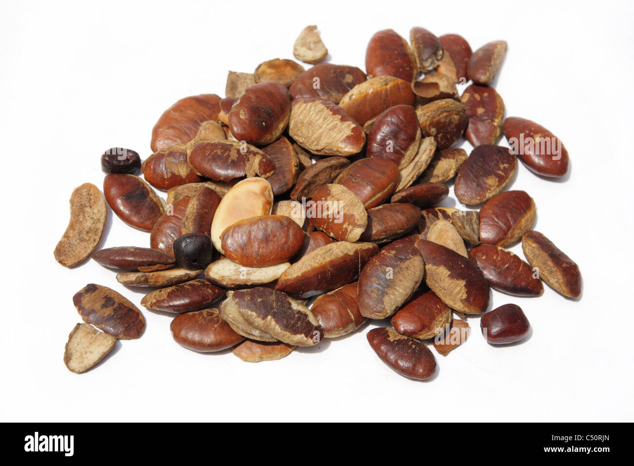 Irvingia Malayana nuts , The Barking Deer’s Mango nuts Stock Photo - Alamy