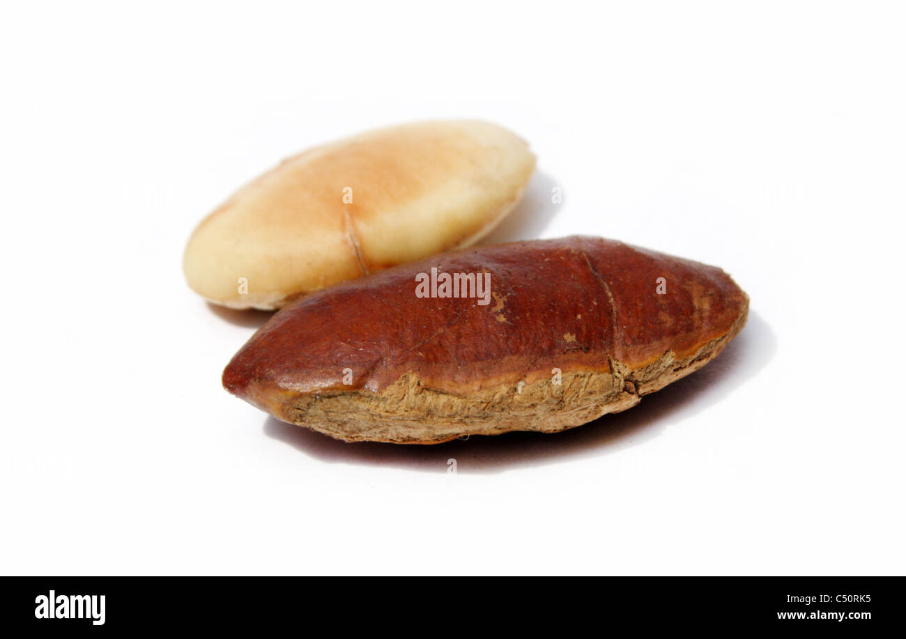 Irvingia Malayana nuts , The Barking Deer’s Mango nuts Stock Photo - Alamy