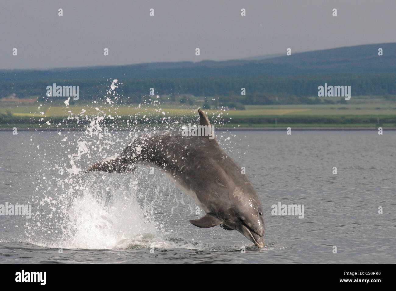 Moray firth dolphins hi-res stock photography and images - Alamy
