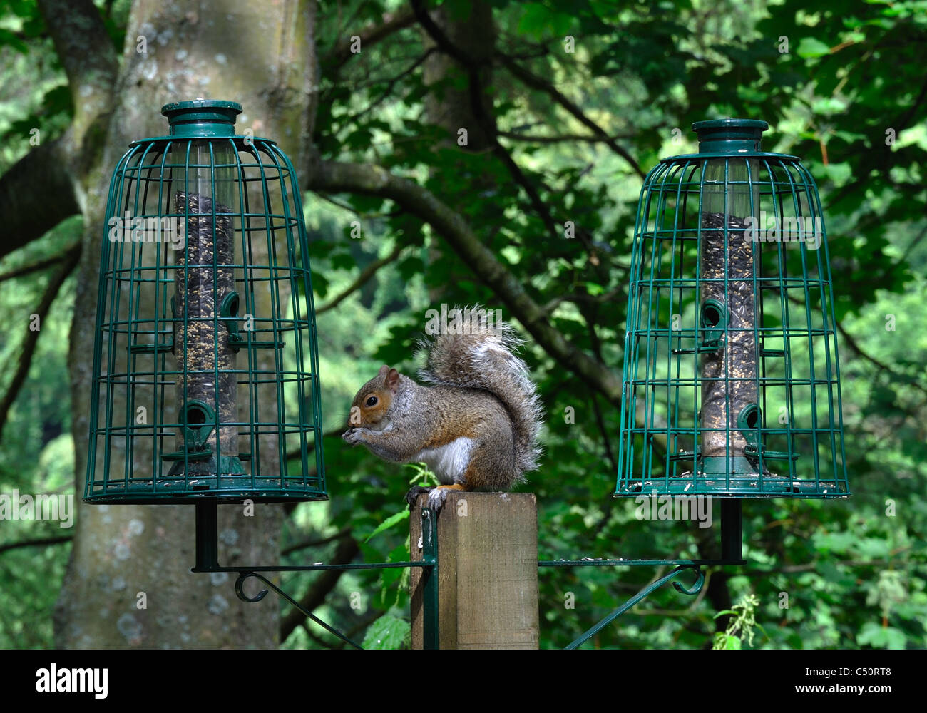 Feeders hi-res stock photography and images - Alamy