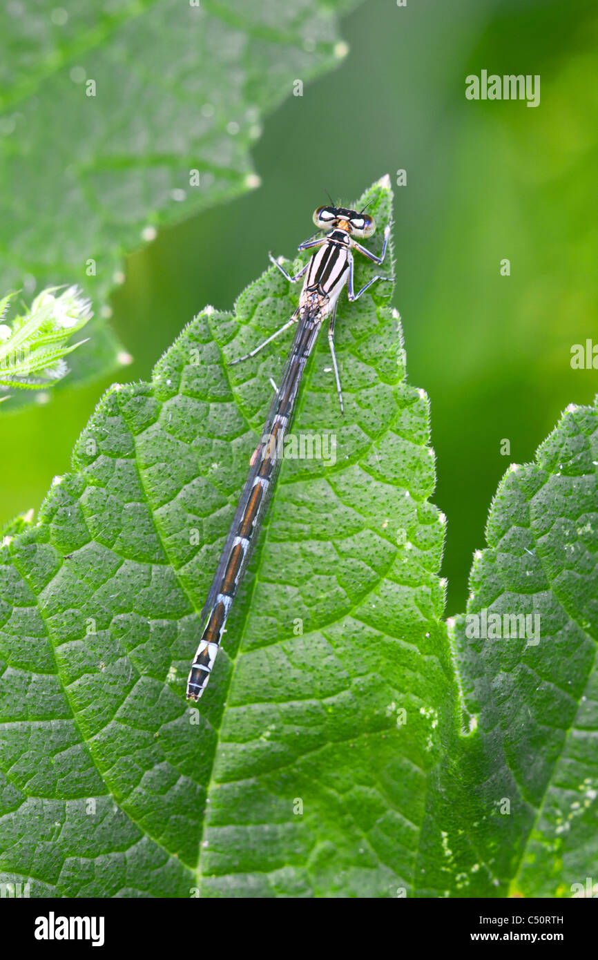 Common Blue Damselfly Enallagma cythigerum adult female at rest on a ...