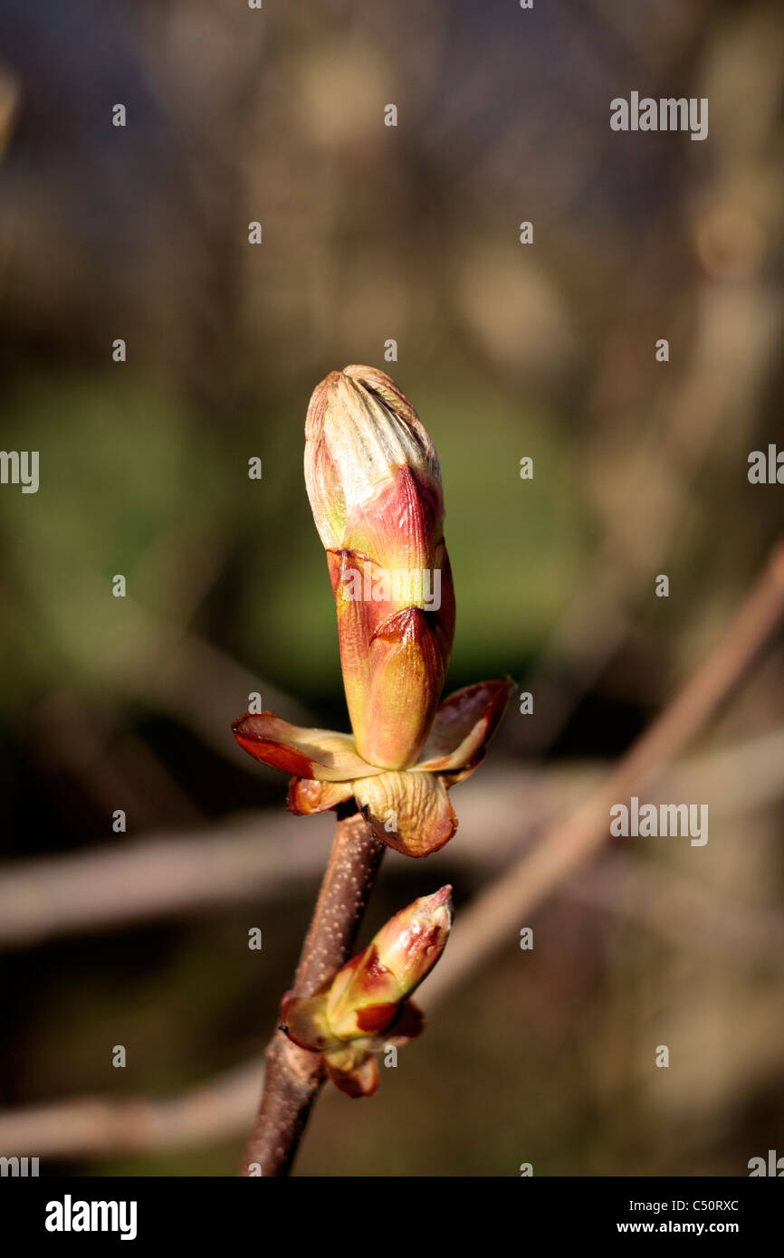 Leaf bud about to unfold in springtime Stock Photo - Alamy