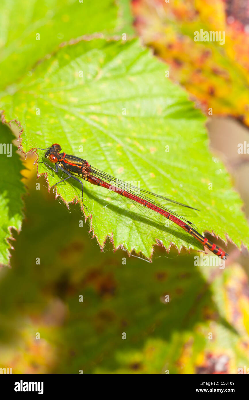 Large Red Damselfly Pyrroshoma nymphula adult male at rest on a leaf ...