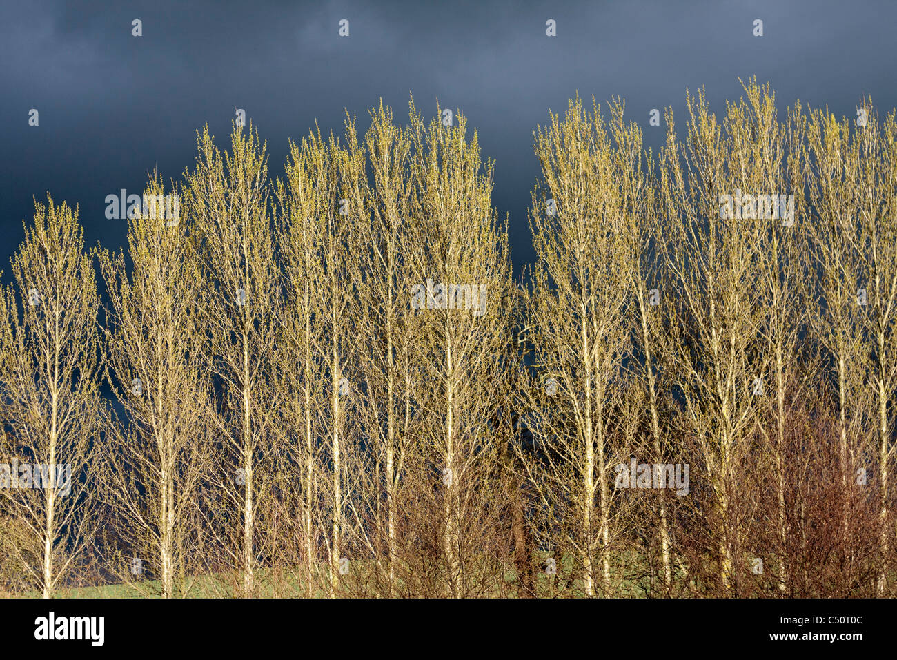 Budding poplar trees High Resolution Stock Photography and Images - Alamy