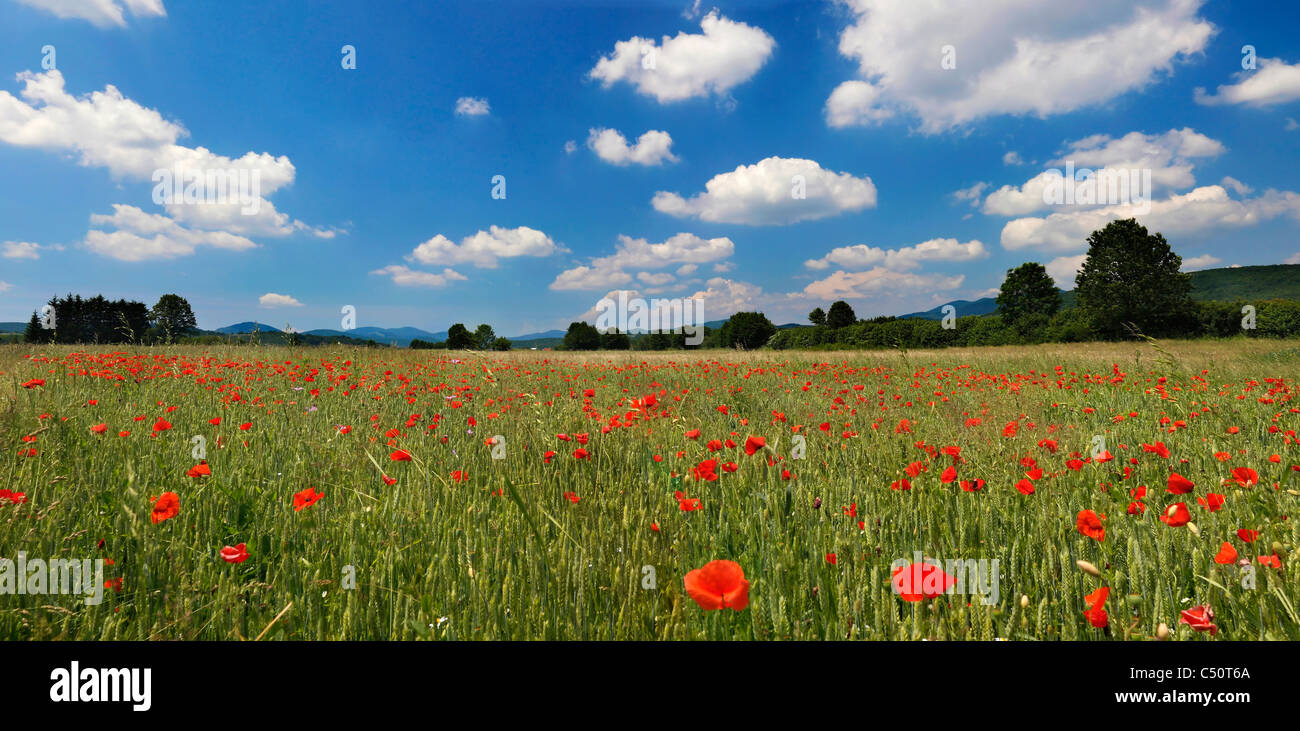 Poppy landscape hi-res stock photography and images - Alamy