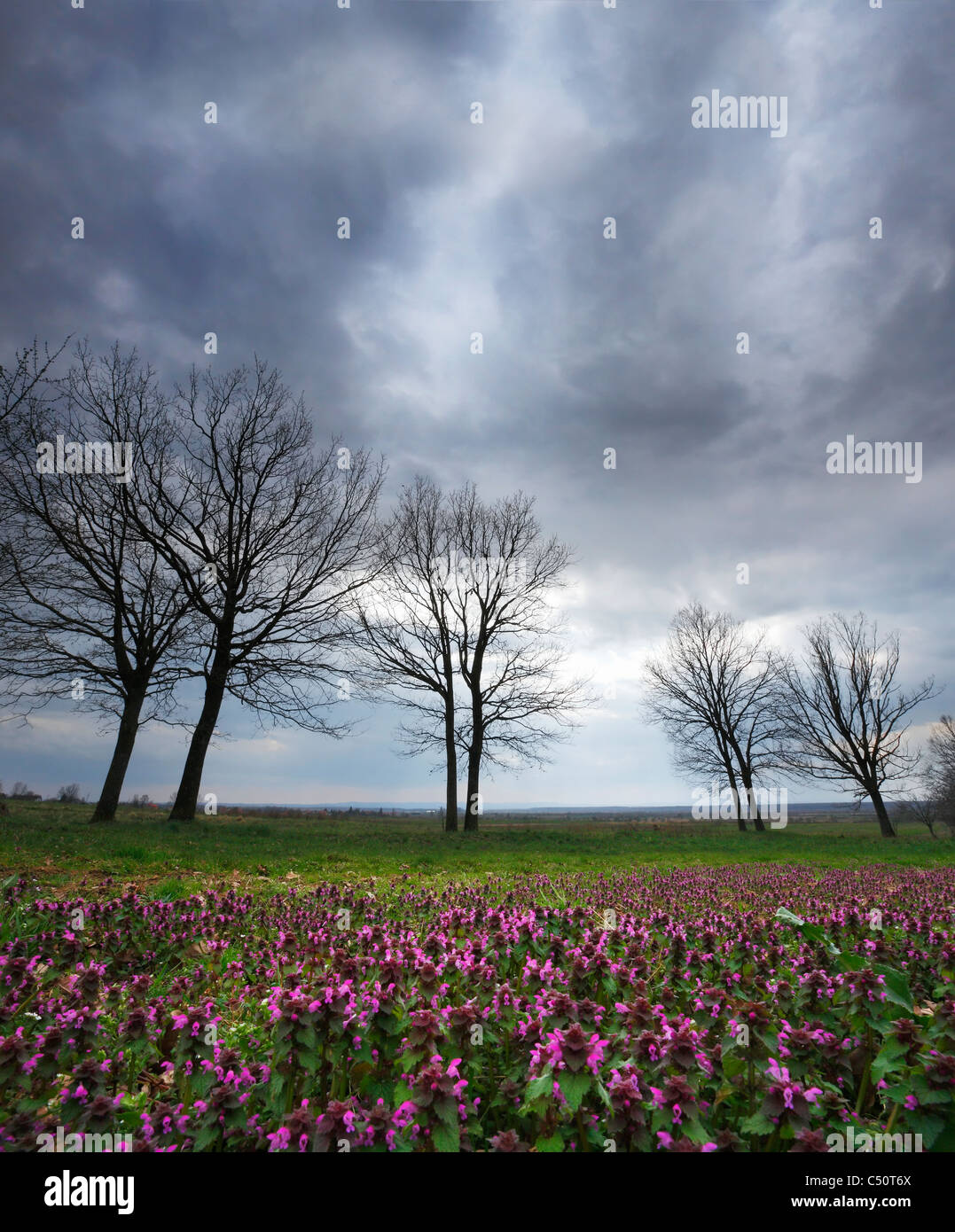 Cloudy gray spring day hi-res stock photography and images - Alamy