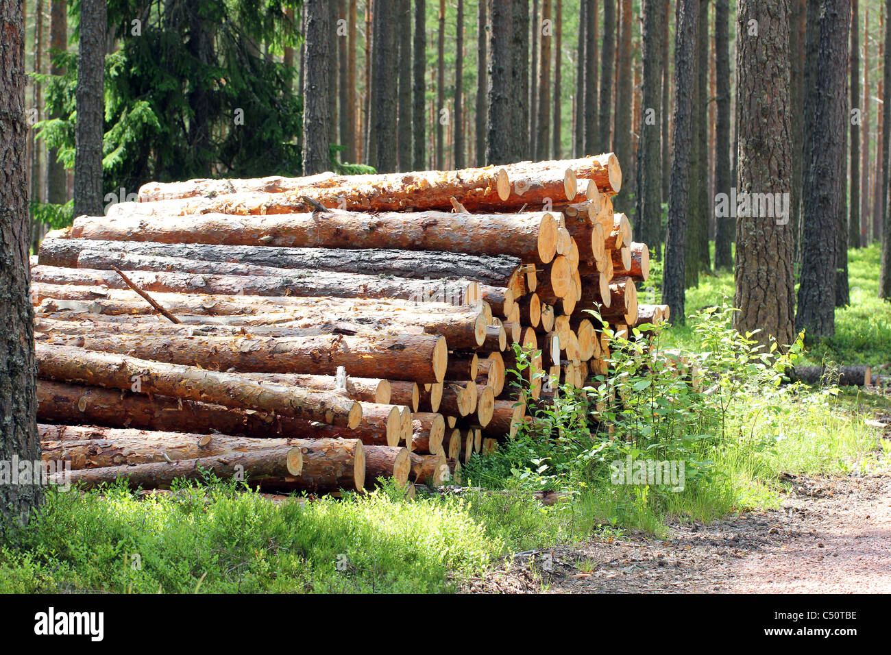 Sunlight on Stack of Pine Logs in Summer Forest Stock Photo - Alamy