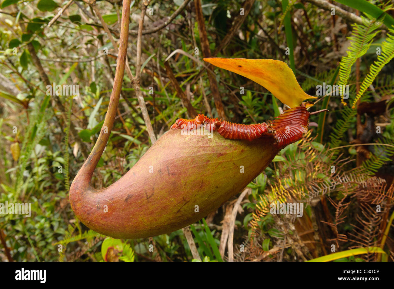 carnivorous pitcher plant (Nepenthes Villosa) in Kinabalu National Park ...