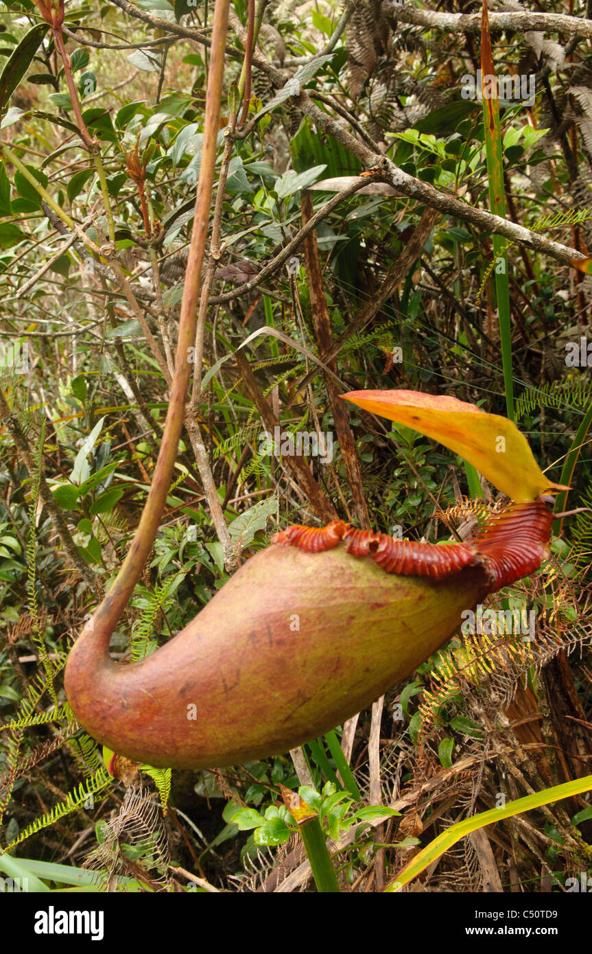 carnivorous pitcher plant (Nepenthes Villosa) in Kinabalu National Park ...