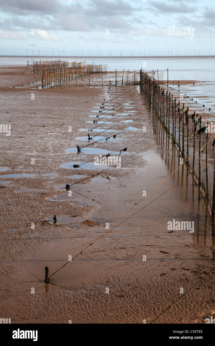 A view of fishing nets on the Solway Firth at low tide with wind ...