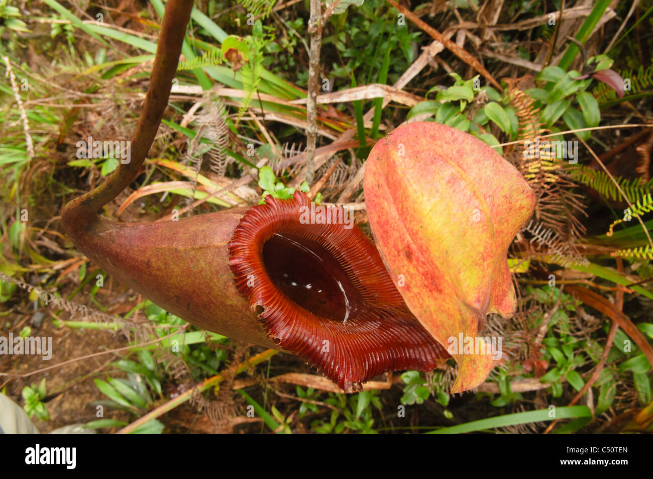 carnivorous pitcher plant (Nepenthes Villosa) in Kinabalu National Park ...
