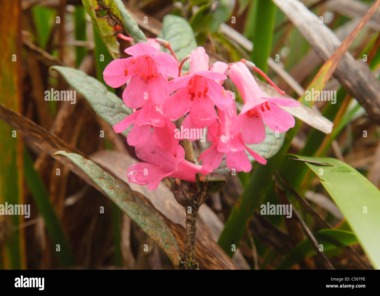 Rhododendron rhododendron ericoides hi-res stock photography and images ...