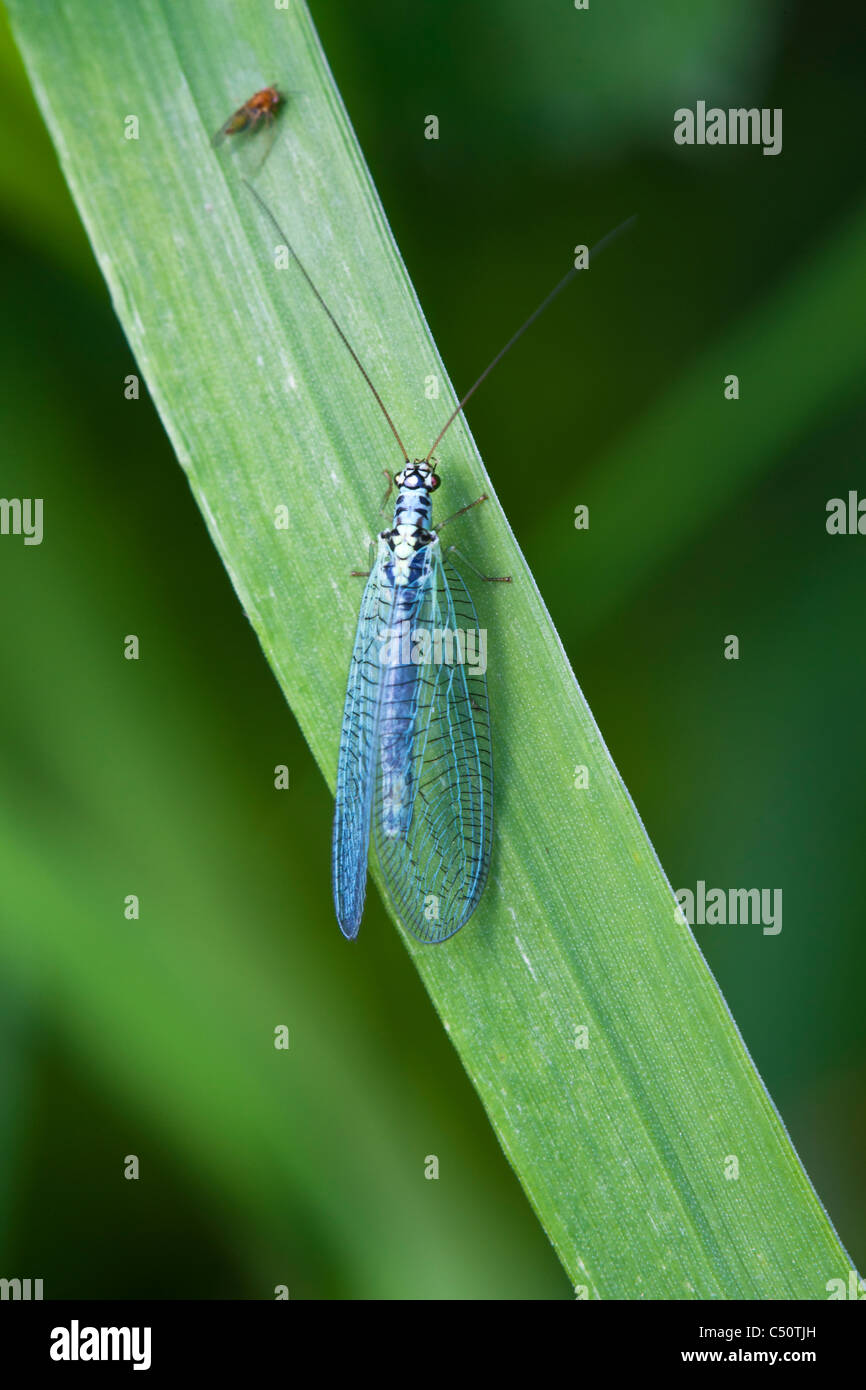 Green Lacewing Chrysopa perla adult at rest on a leaf Stock Photo - Alamy