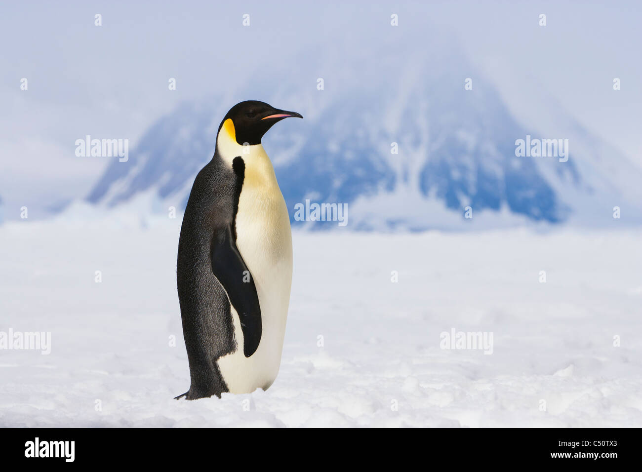 Emperor Penguin standing profile in vast Antarctic snow field making ...