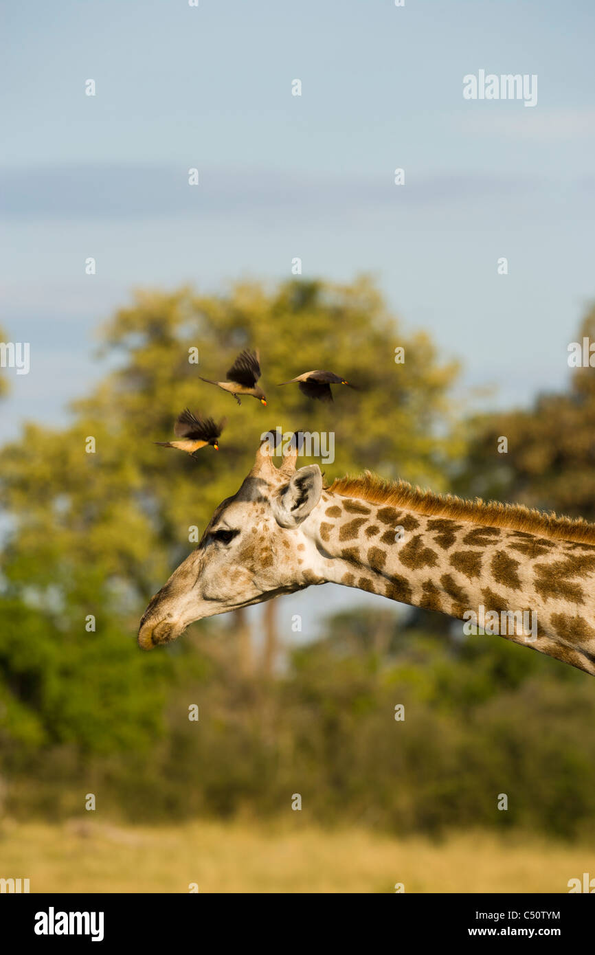 Funny animals funny giraffe hi-res stock photography and images - Alamy