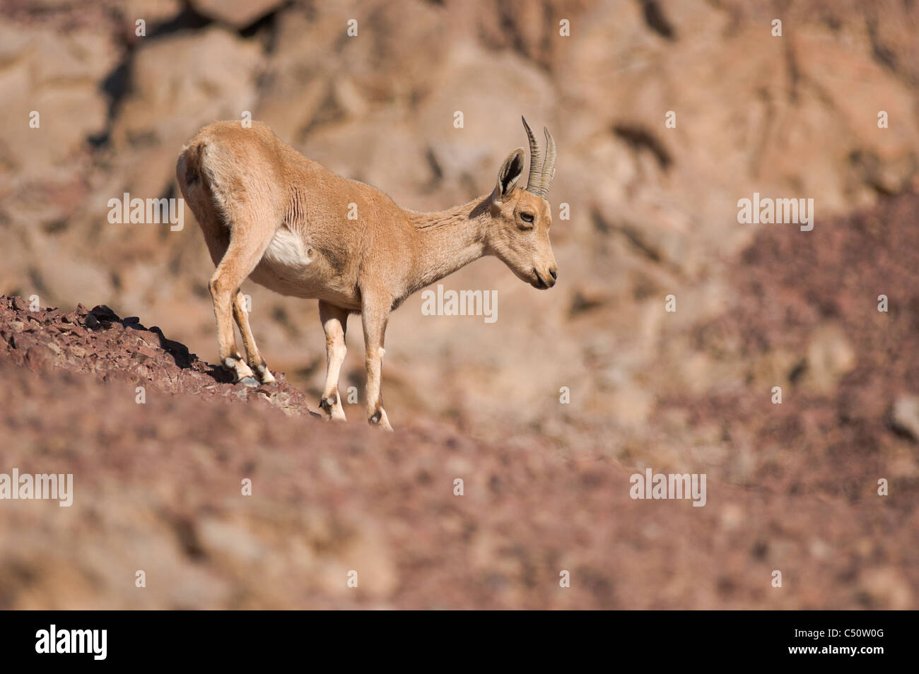 Nubian Ibex doe (Capra ibex nubiana); 'Masiv Eilat' nature reserve ...