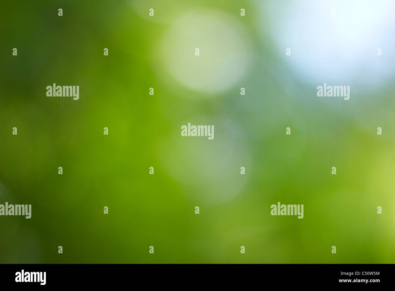 Shot forest hi-res stock photography and images - Alamy