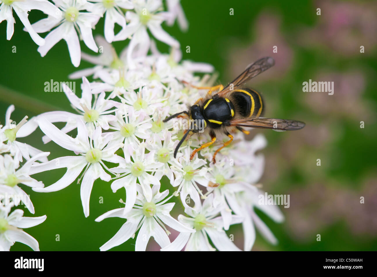 Tree Wasp Vespula sylvestris adult feeding on Meadowsweet flowers Stock ...
