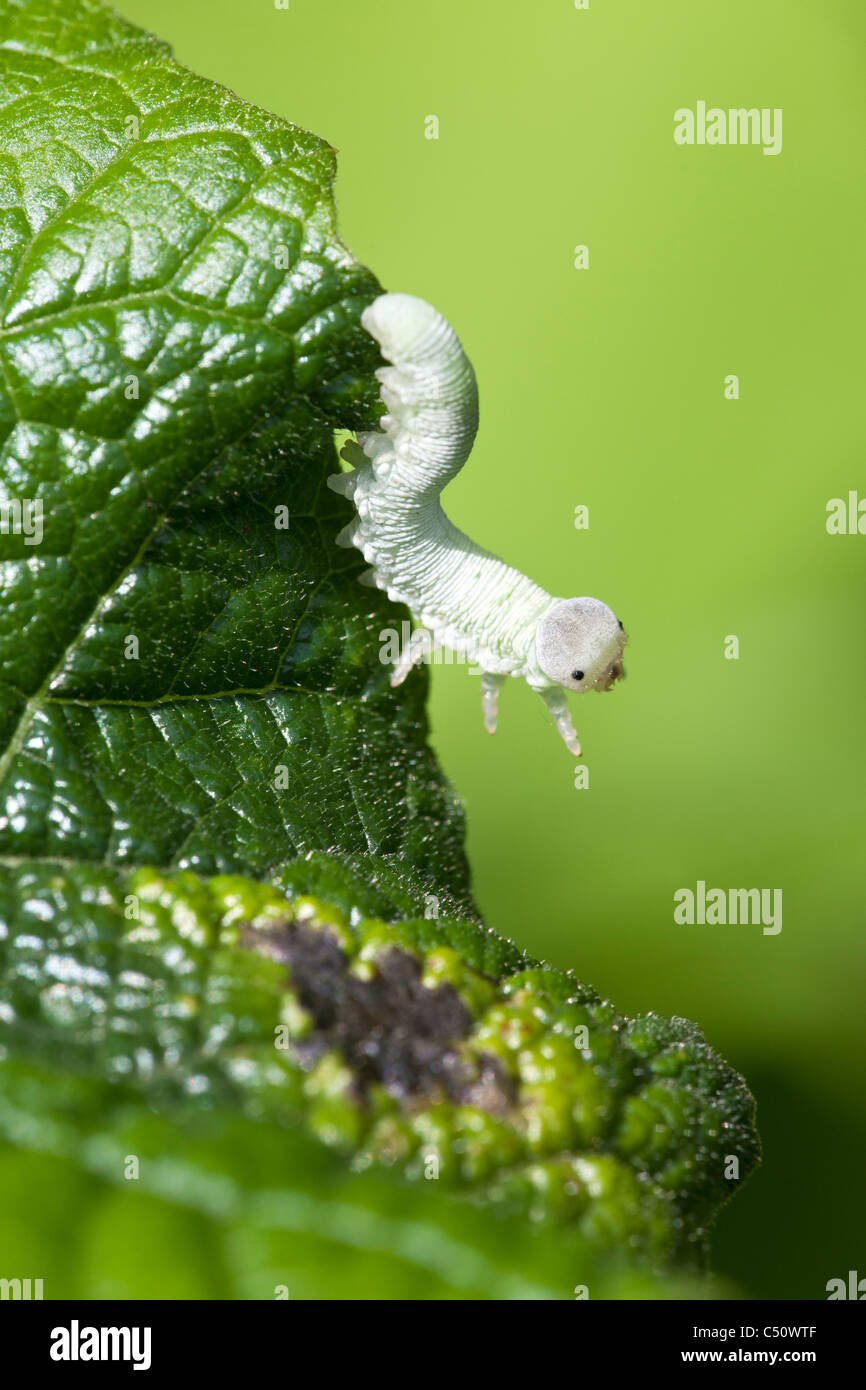 Sawfly larvae on a leaf hi-res stock photography and images - Alamy
