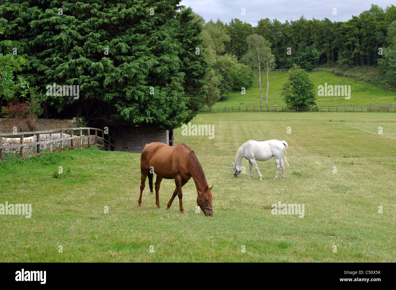 Horses in a field at Coln Rogers, Gloucestershire, England, UK Stock ...