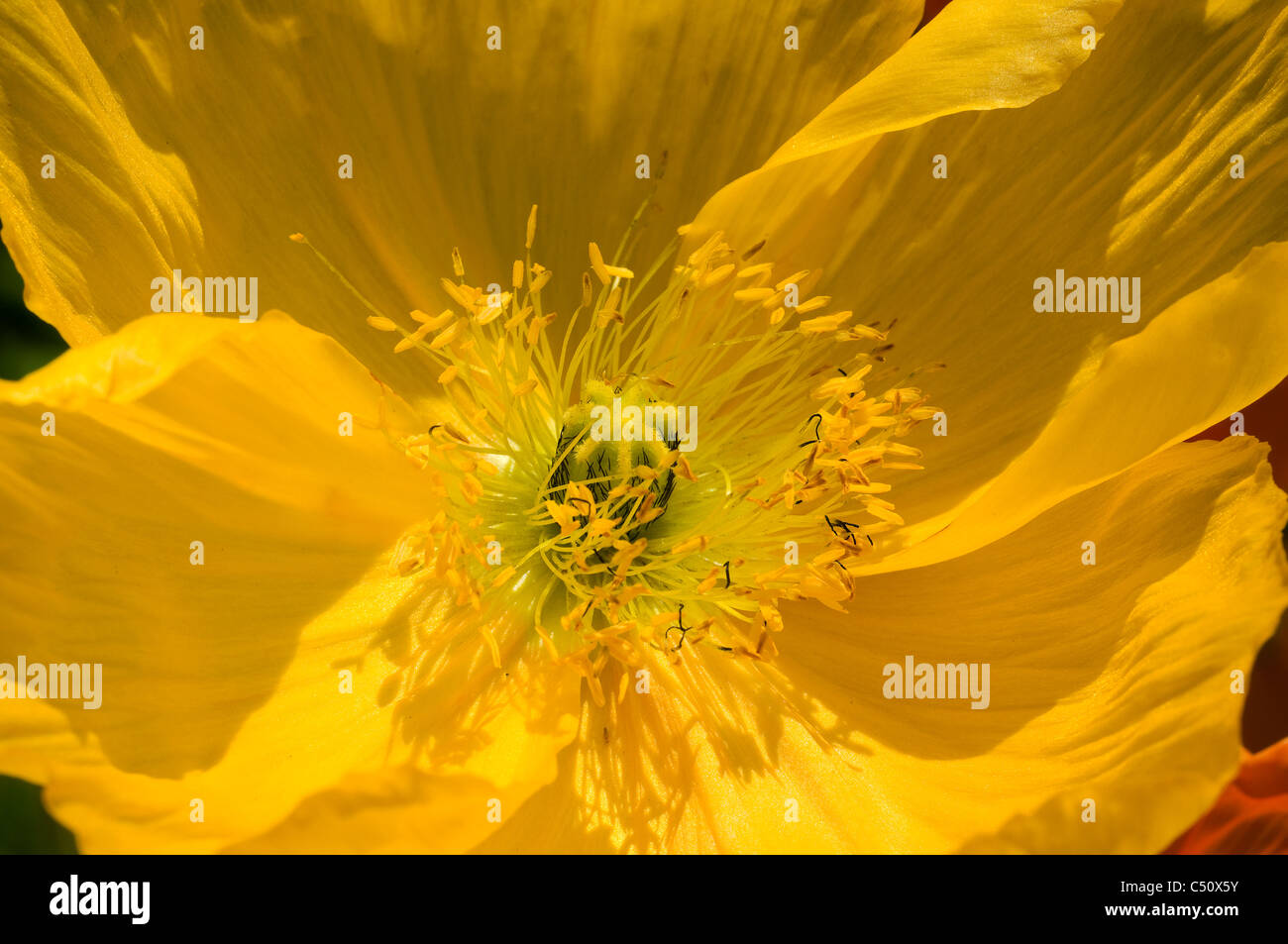 Large tropical hibiscus flower Stock Photo - Alamy