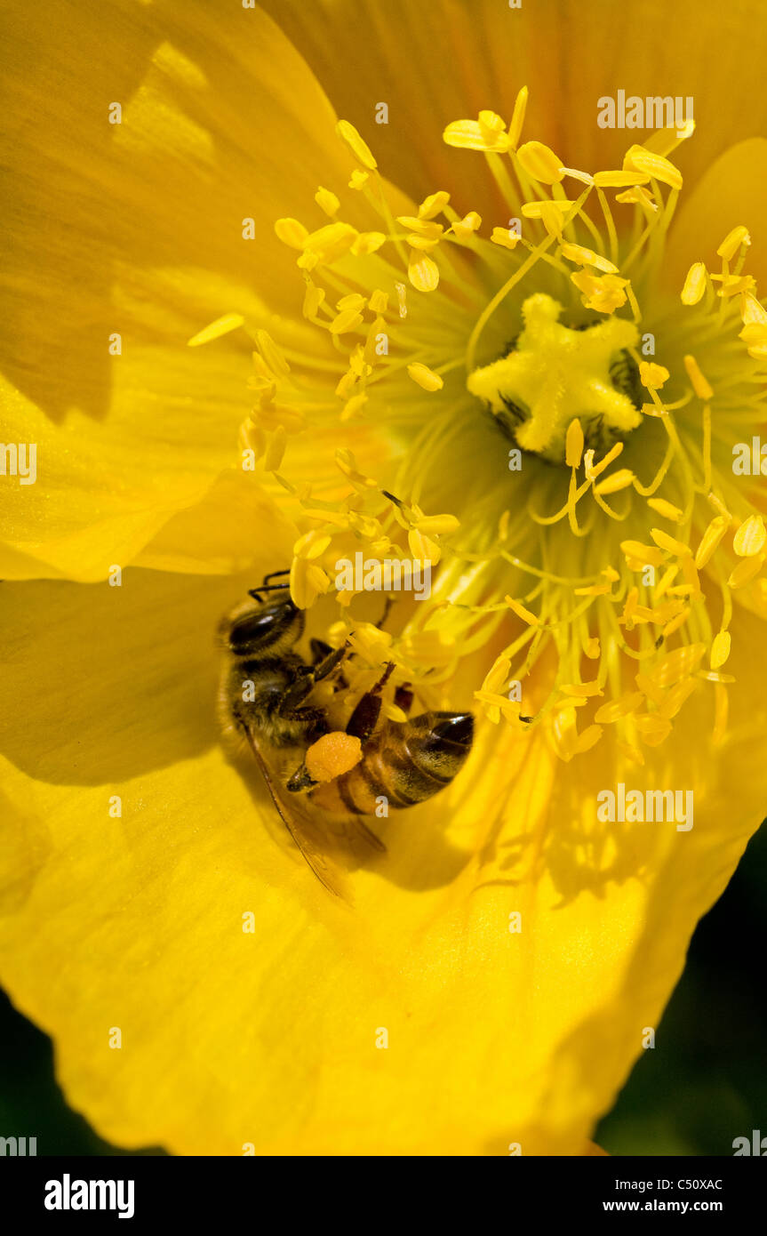 Large tropical flowers with honeybee Stock Photo - Alamy
