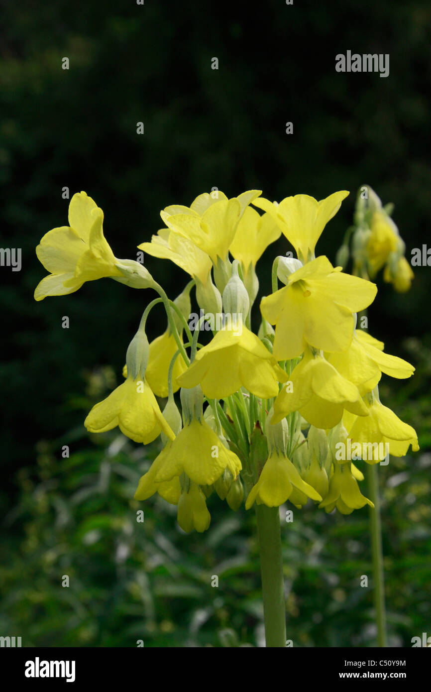 Yellow flowers of Primula florindae Stock Photo - Alamy