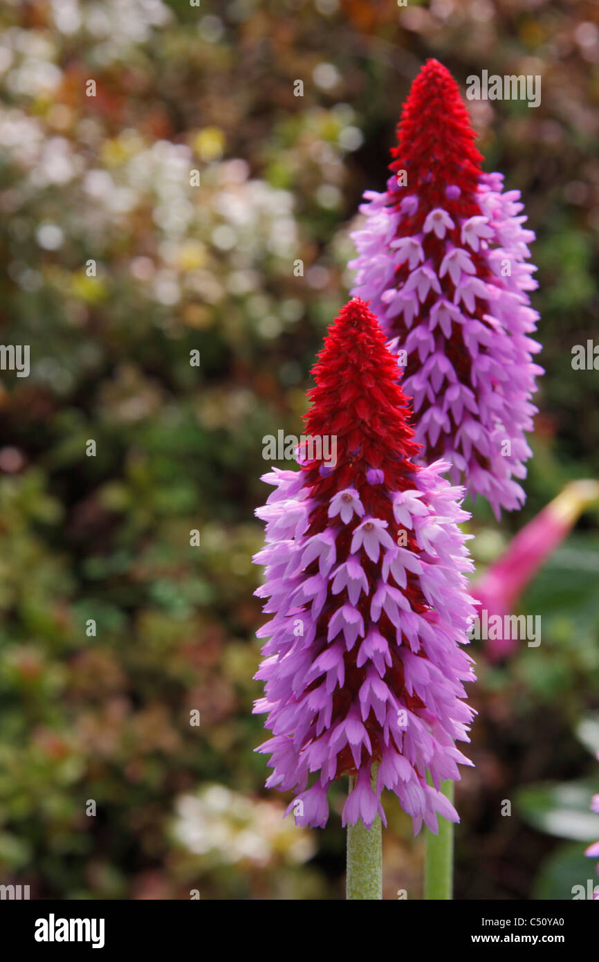 Primula vialii flowers Stock Photo - Alamy