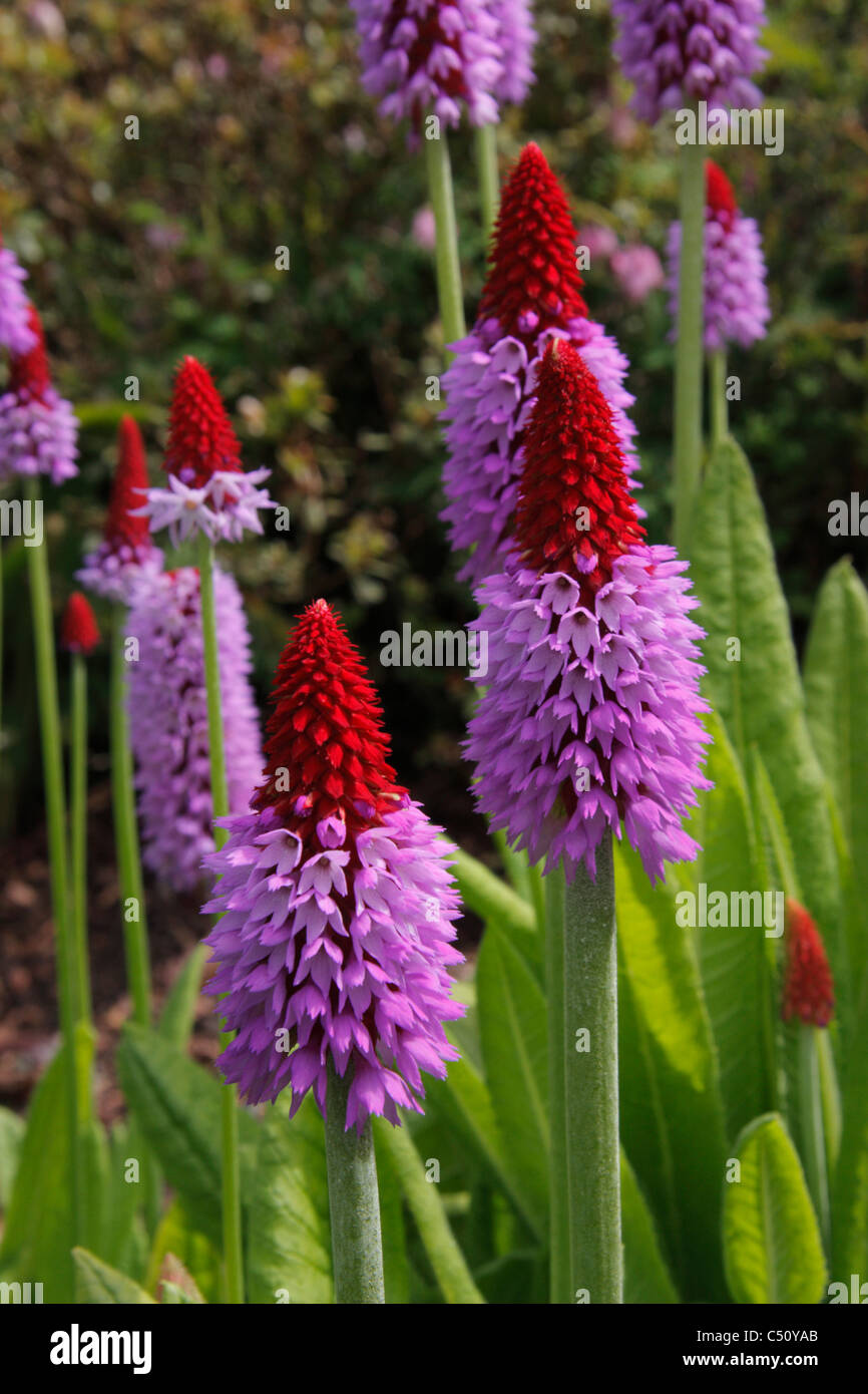 Primula vialii flowers Stock Photo - Alamy