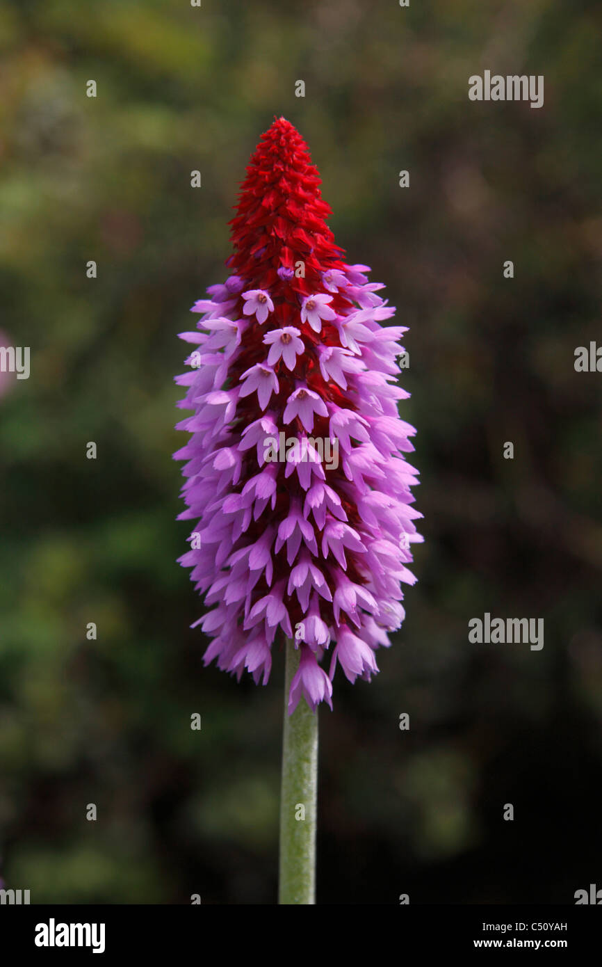 Vialii hi-res stock photography and images - Alamy