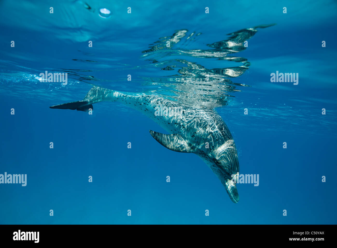Atlantic Spotted Dolphin Stenella frontalis Atlantischer Fleckendelfin ...