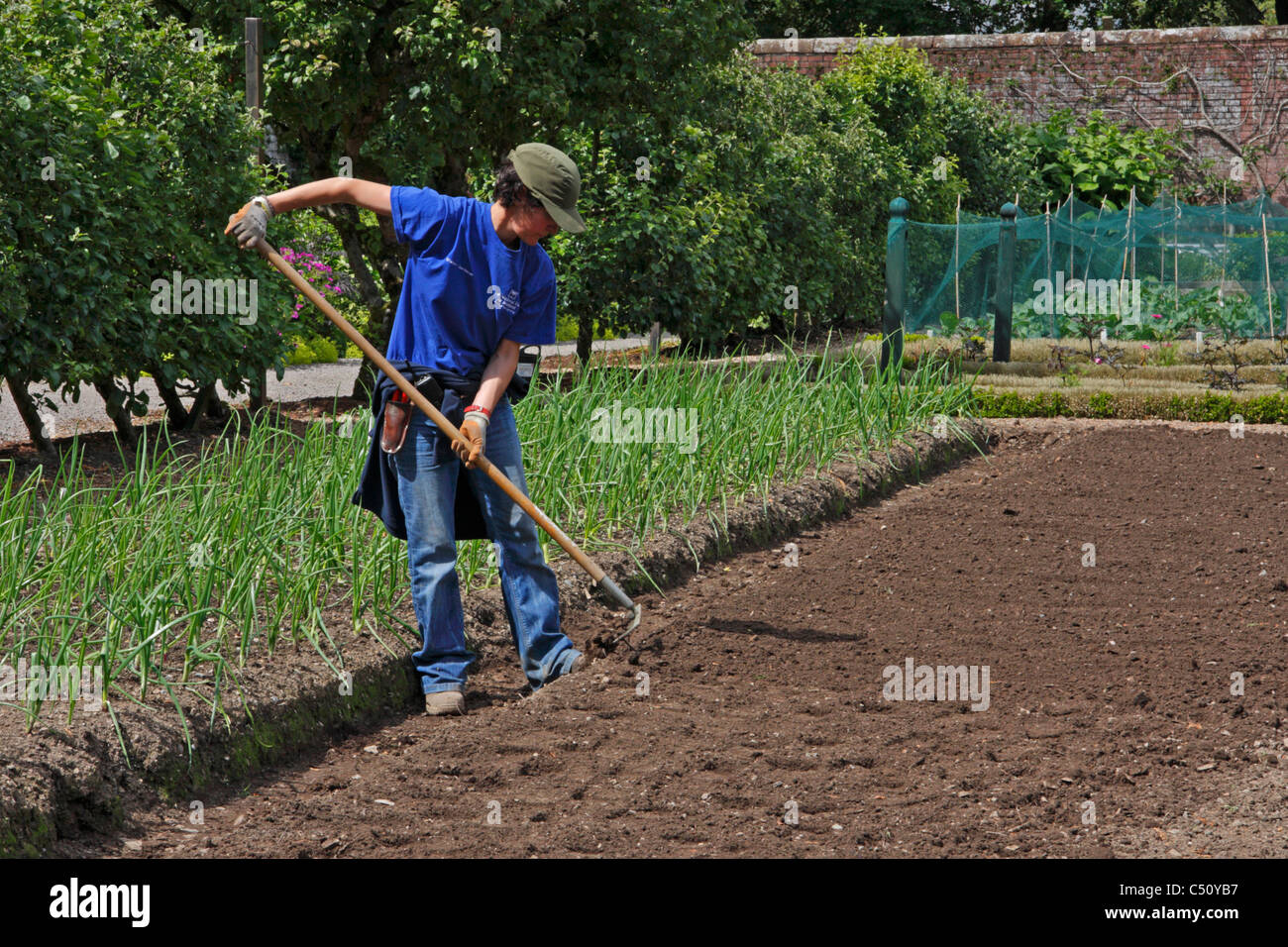 Gardener raking soil in a vegetable garden Stock Photo - Alamy