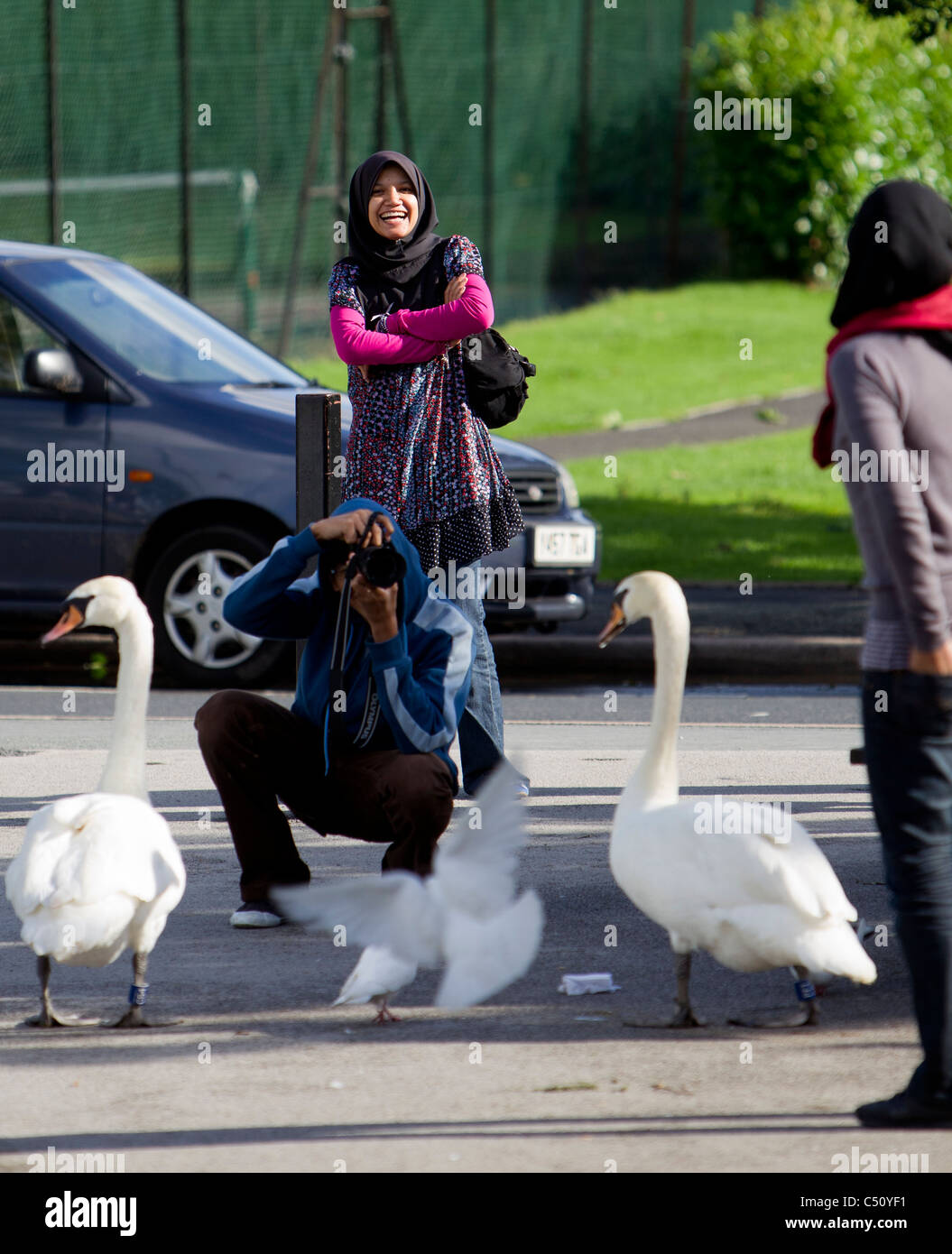 Digital photographer taking photographs of swans Stock Photo - Alamy