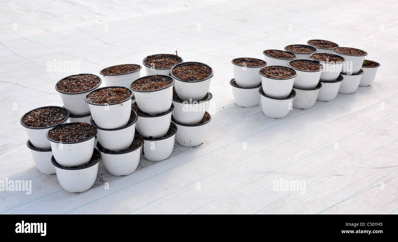 Small plants in plastic pots Stock Photo - Alamy