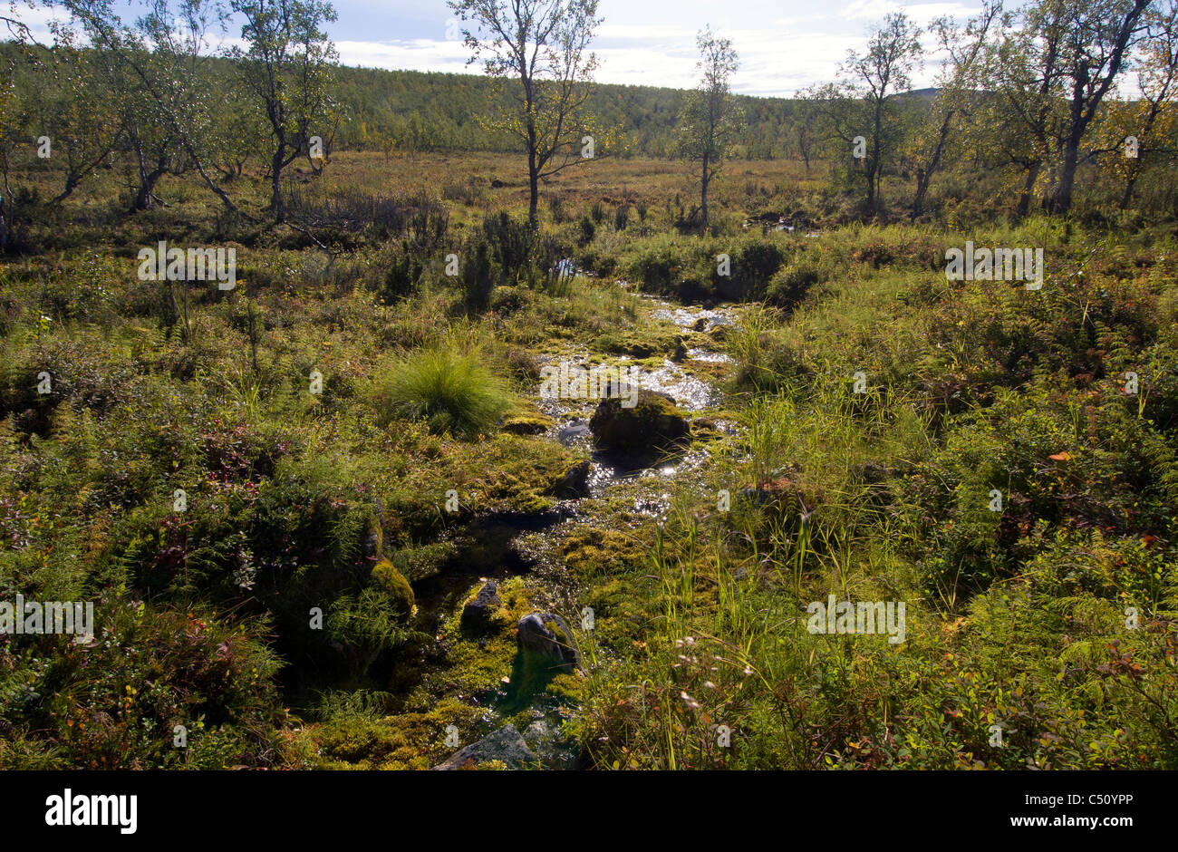 Spring in Lapland Stock Photo - Alamy