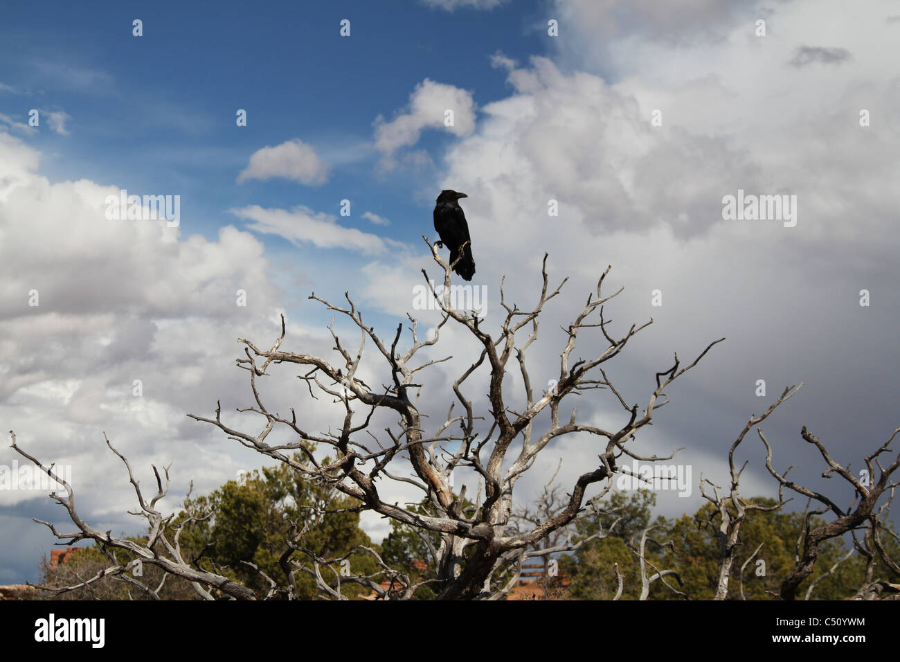 crow on a tree branch in canyonland national park Stock Photo - Alamy