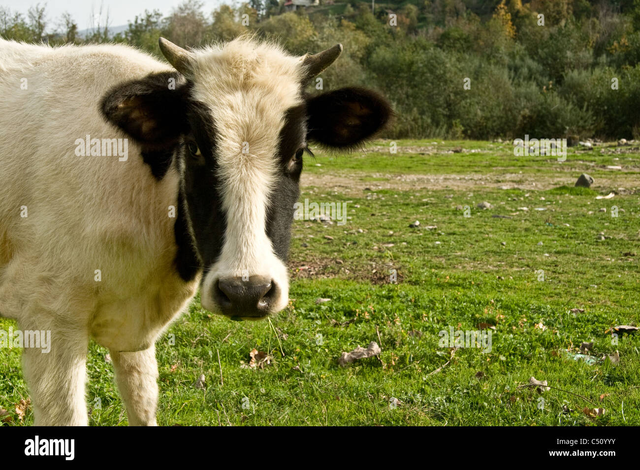 Cow face hi-res stock photography and images - Alamy