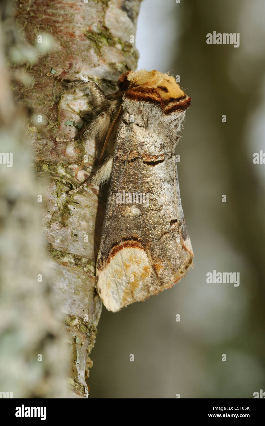 Buff-tip Moth - Phalera bucephala on Birch tree Stock Photo - Alamy