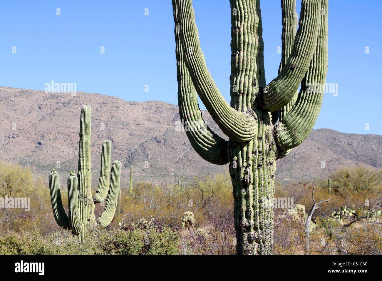 cactus' in arizona Stock Photo - Alamy