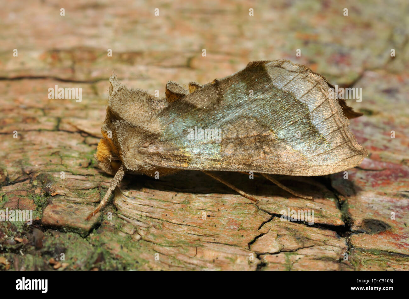 Burnished Brass Moth - Diachrysia chrysitis Stock Photo - Alamy